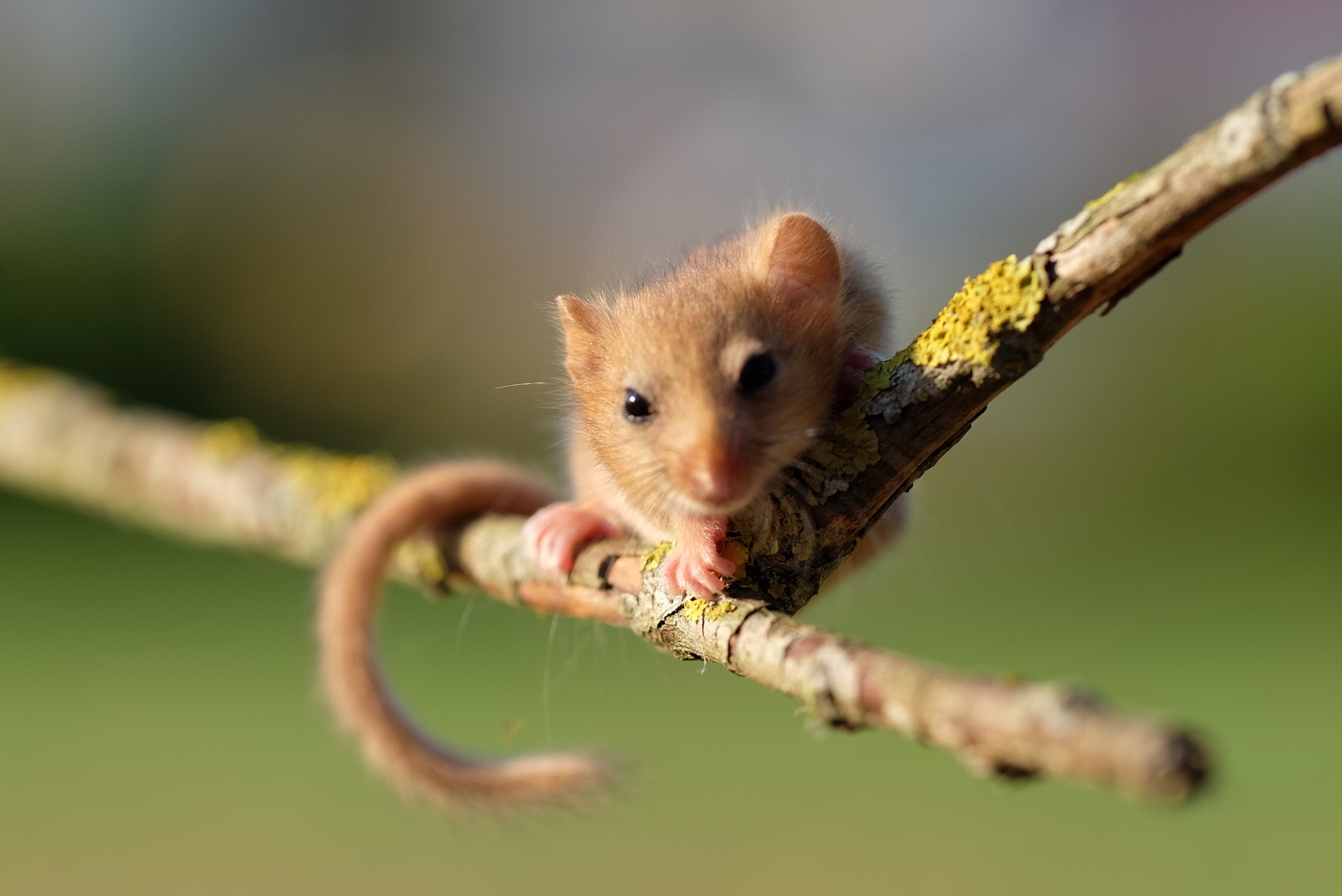 Haselmaus 2 Foto & Bild | tiere und pflanzen, natur, tiere Bilder auf ...