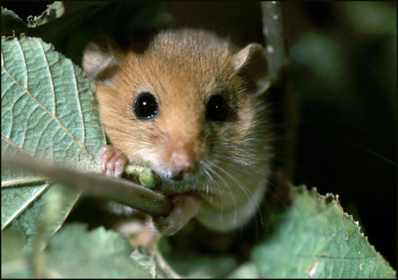 Haselmaus Foto & Bild | natur, hessen, tiere Bilder auf fotocommunity