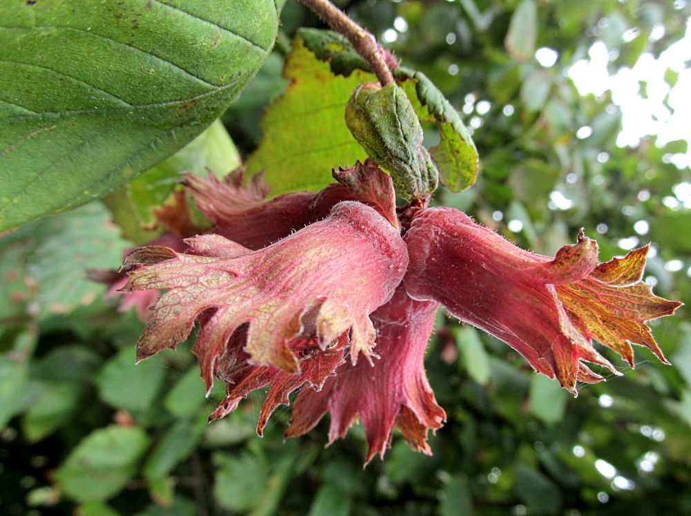 Haselnuss ... Foto & Bild | outdoor, bäume, baum Bilder auf fotocommunity