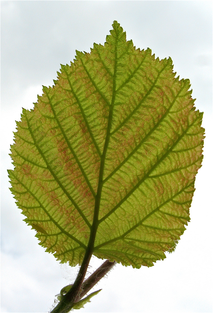 Haselnußblatt, zartfarbig Foto & Bild | pflanzen, pilze & flechten ...