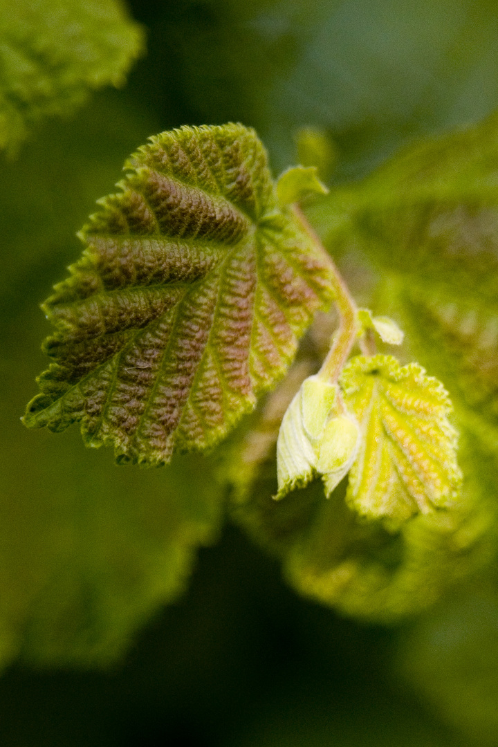Haselnussstrauch Foto & Bild | makro, natur, knospen Bilder auf ...