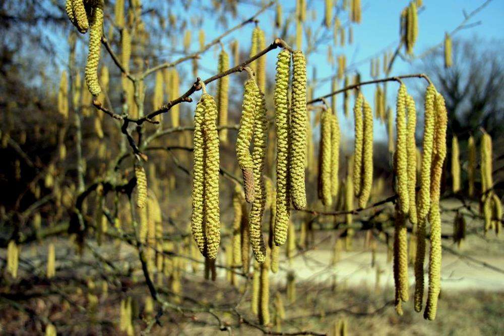 Haselnussstrauch Foto & Bild | jahreszeiten, frühling, natur Bilder auf ...