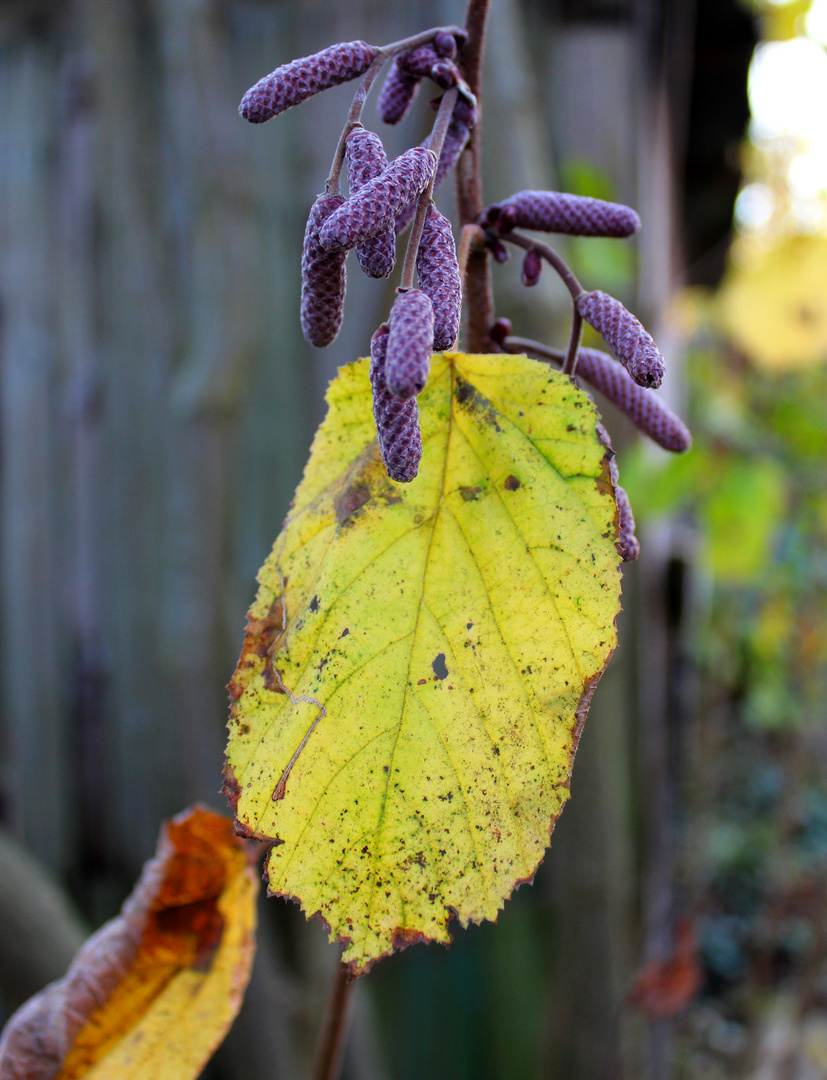 Haselnussstrauch ... Foto & Bild | landschaften, outdoor, jahreszeit ...