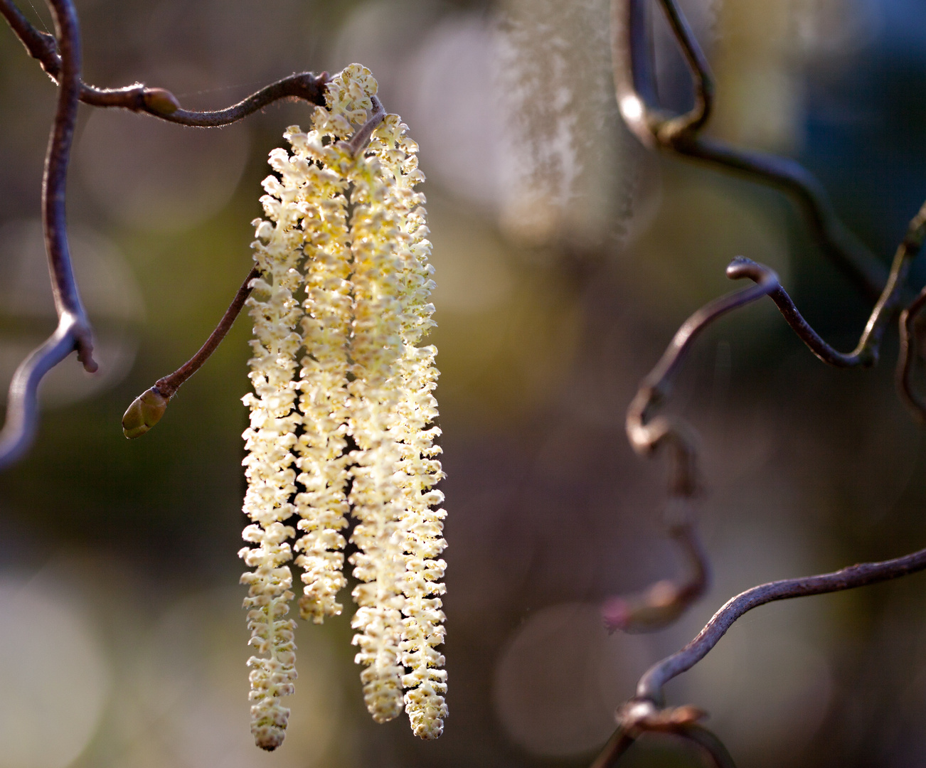 Haselnussstrauch am Ende des Winters Foto & Bild | jahreszeiten, winter ...