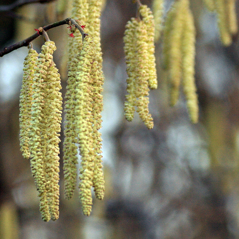 Haselnussstrauch - Farbe Foto & Bild | südsee Bilder auf fotocommunity