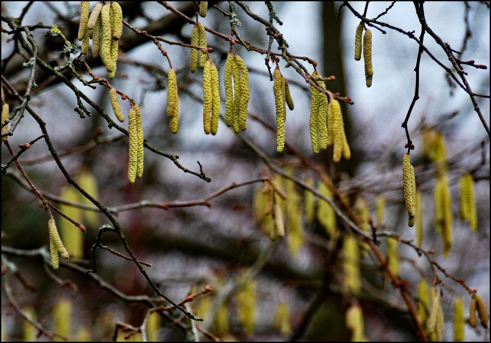 Haselstrauch Foto & Bild | natur, pflanzen, sträucher haselstrauch ...