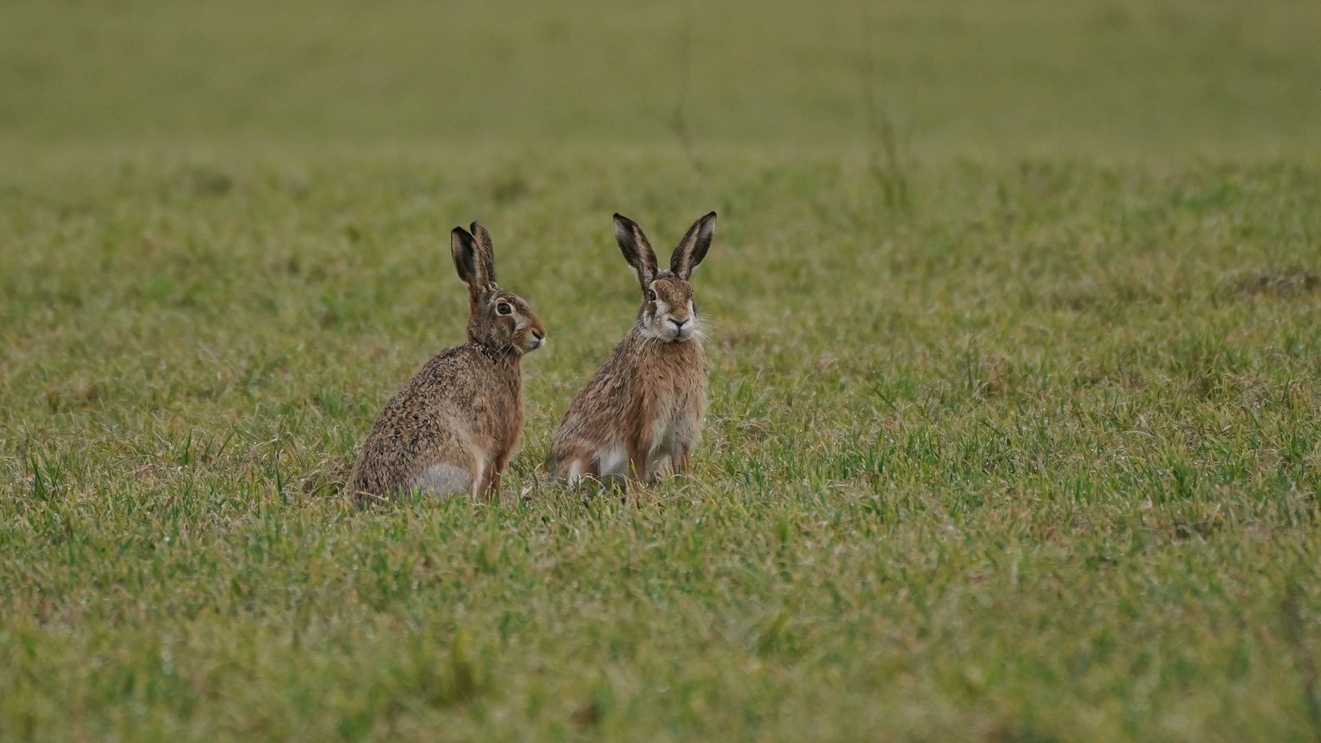 Hasen - Paarungszeit Foto & Bild | tiere, wildlife, säugetiere Bilder ...