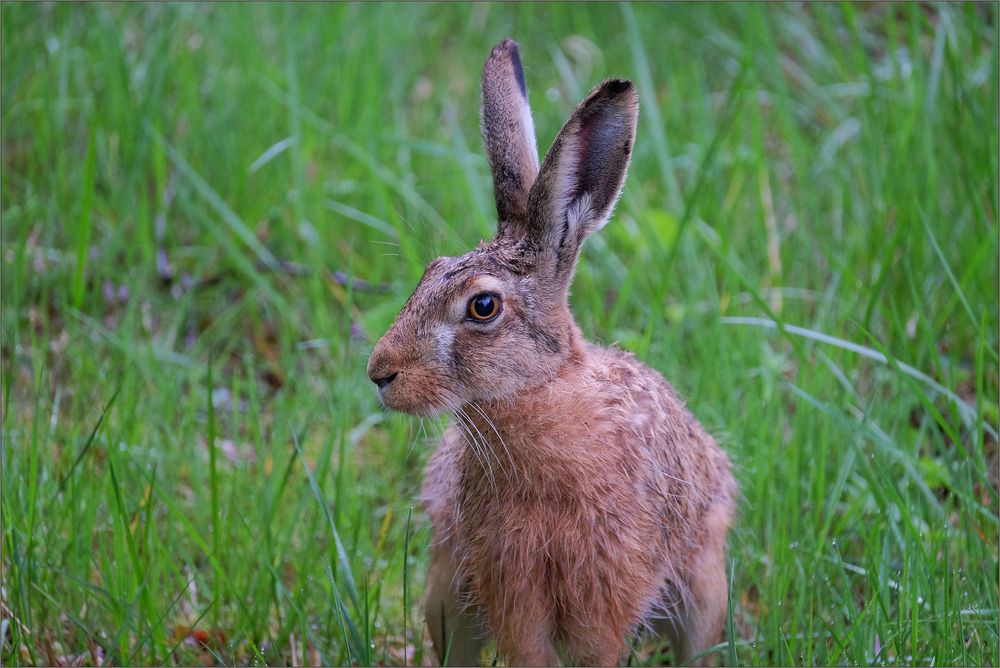 Hasen-Porträt Foto & Bild | tiere, wildlife, säugetiere Bilder auf ...