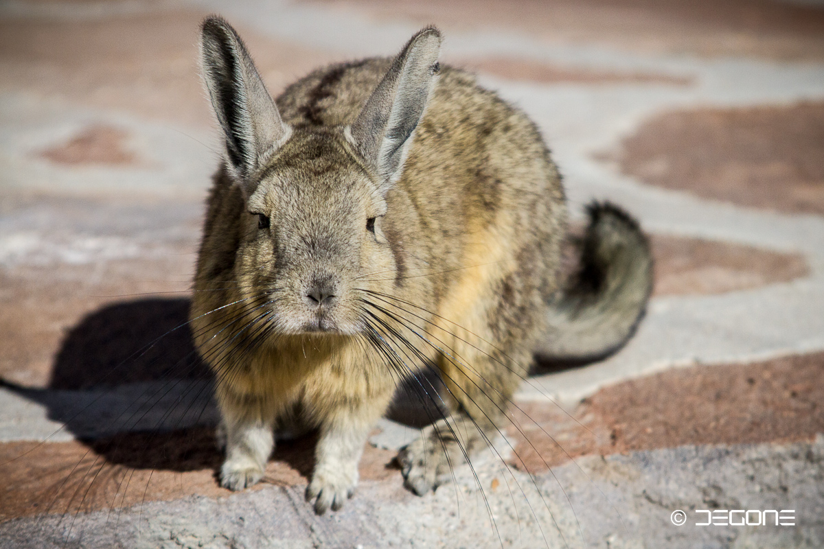 Hasenmaus Foto & Bild | tiere, wildlife, säugetiere Bilder auf ...