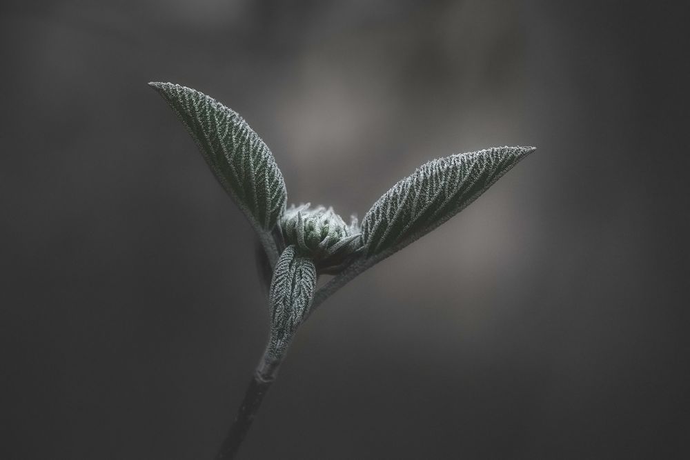 Hasenohren? Foto & Bild | licht, natur, pflanzen Bilder auf fotocommunity