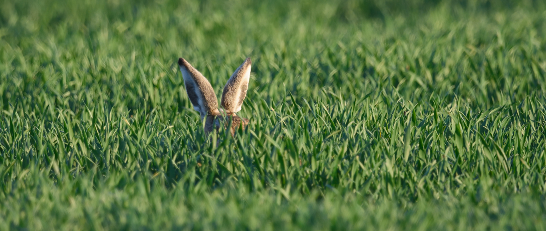 Hasenohren Foto & Bild | tiere, tierdetails, natur Bilder auf fotocommunity