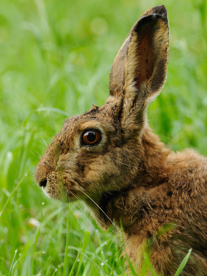 Hasenportrait Foto & Bild | tiere, wildlife, säugetiere Bilder auf ...