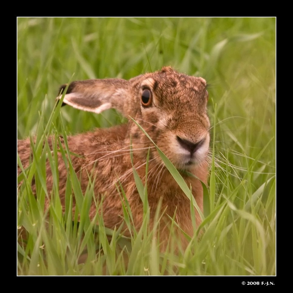 Hasenportrait. Foto & Bild | tiere, wildlife, säugetiere Bilder auf ...