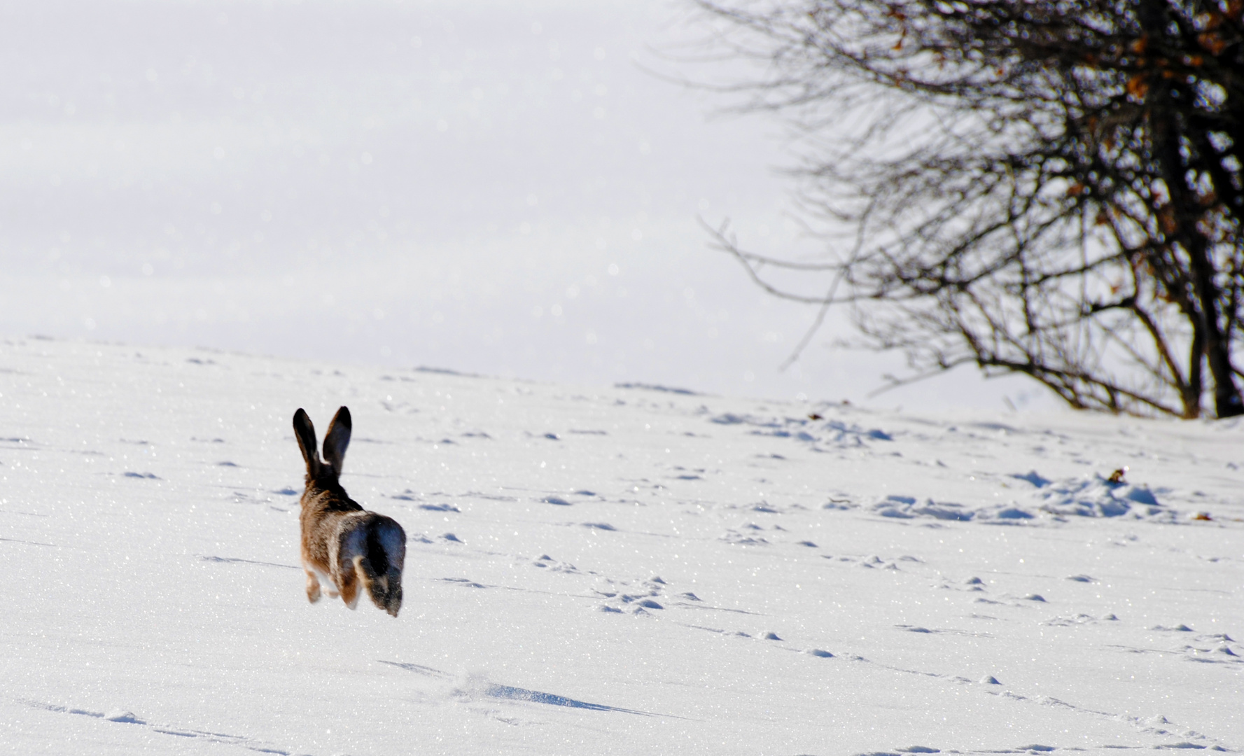 Hasensprung *Haken Foto & Bild | tiere, wildlife, säugetiere Bilder auf ...