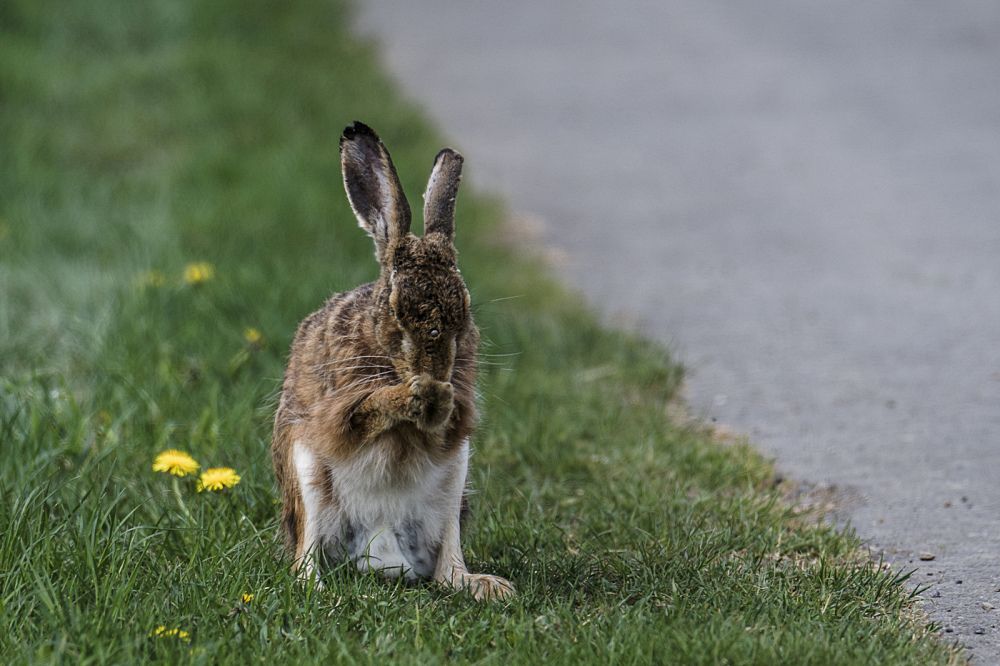 Hasenwäsche_01 Foto & Bild | tiere, wildlife, säugetiere Bilder auf ...