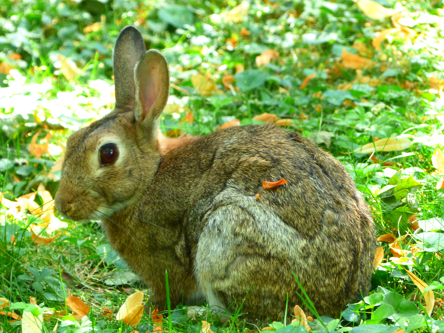 - HASI - Foto & Bild | tiere, wildlife, säugetiere Bilder auf fotocommunity