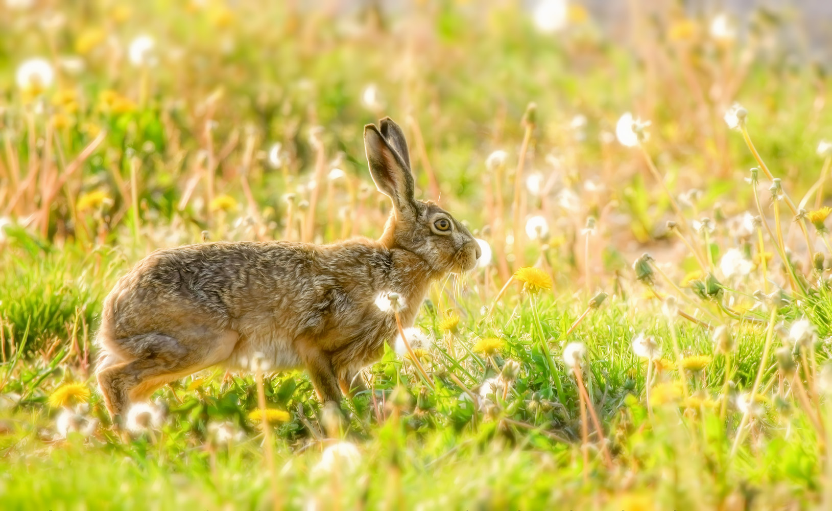 hasi sucht eier zum färben ... Foto & Bild | tiere, haustiere ...