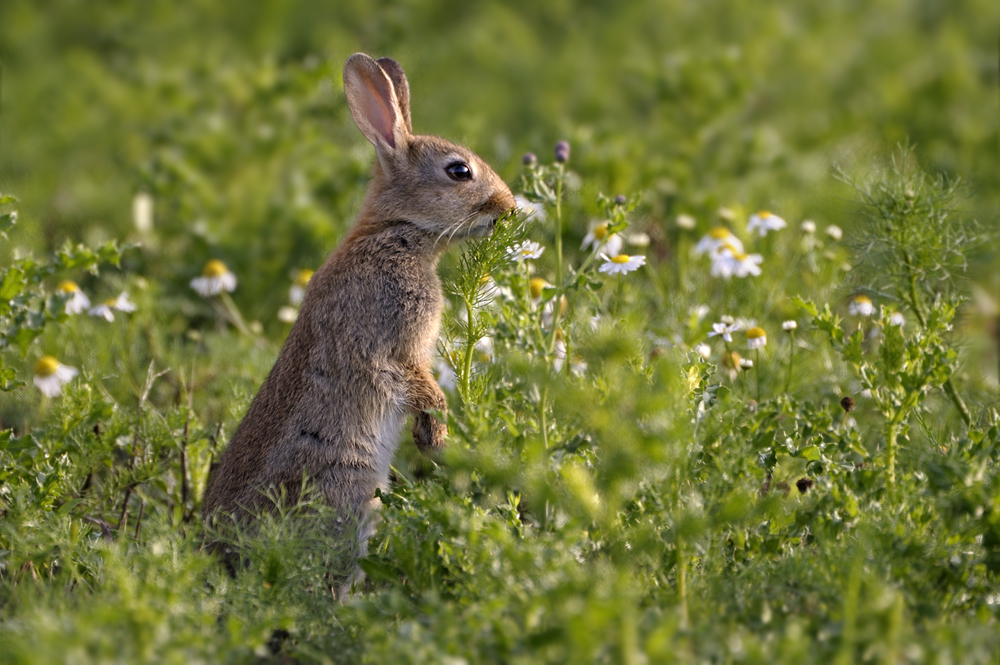 Hasis Frühstück Foto & Bild | tiere, wildlife, säugetiere Bilder auf ...