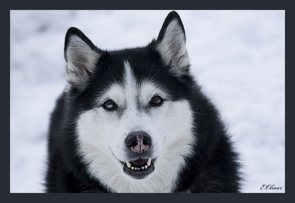 Haski Foto & Bild | animales, animales domésticos, naturaleza Bilder ...