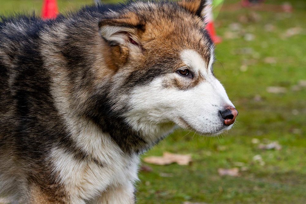 Hasky Foto & Bild | hunde, natur, tiere Bilder auf fotocommunity