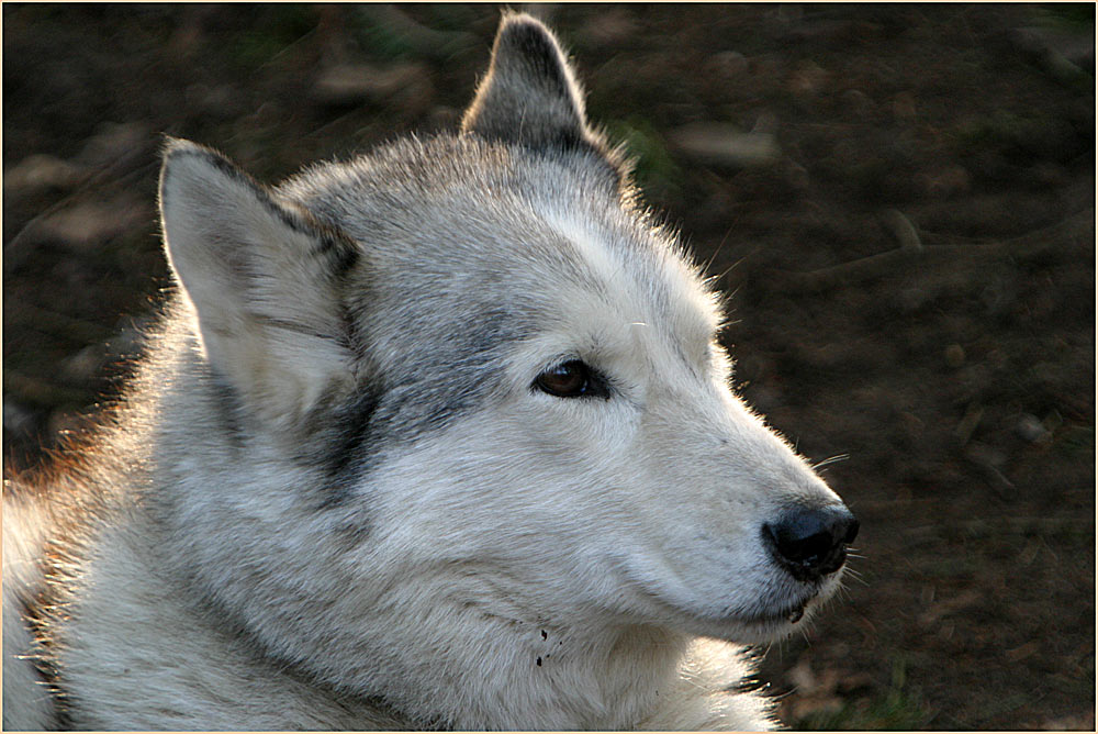Hasky im Gegenllicht Foto & Bild | tiere, haustiere, hunde Bilder auf ...