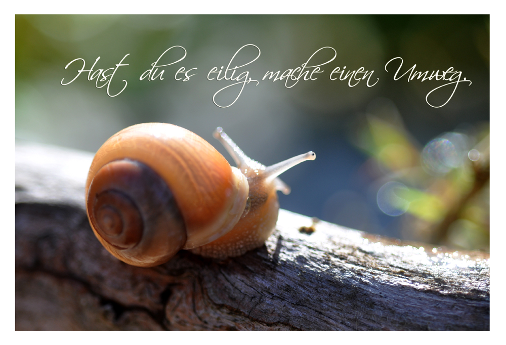 Hast du es eilig... Foto & Bild | natur-makros, natur-kreativ ...