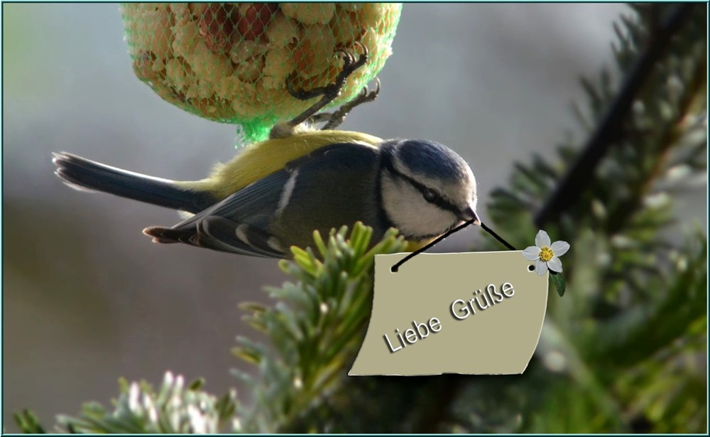 Hat ein Zettel Foto & Bild | tiere, natur Bilder auf fotocommunity