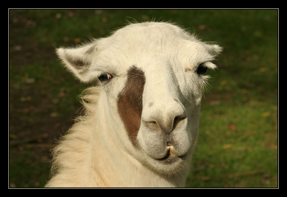 Hat hier gerade jemand doofes Lama gesagt? Foto & Bild | tiere, zoo ...