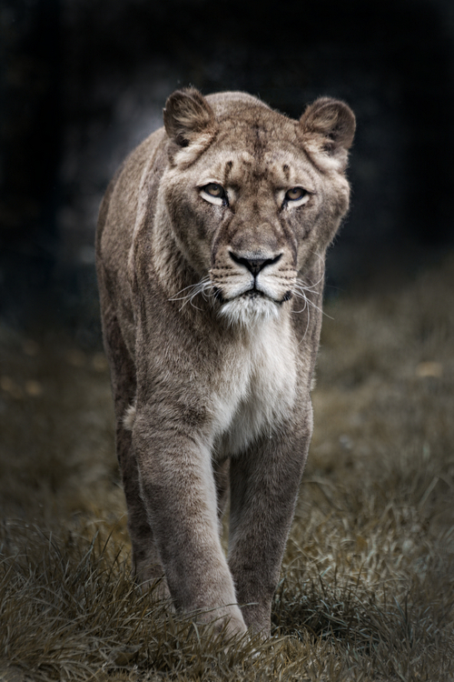 Hatari ! Foto & Bild | tiere, zoo, wildpark & falknerei, säugetiere ...