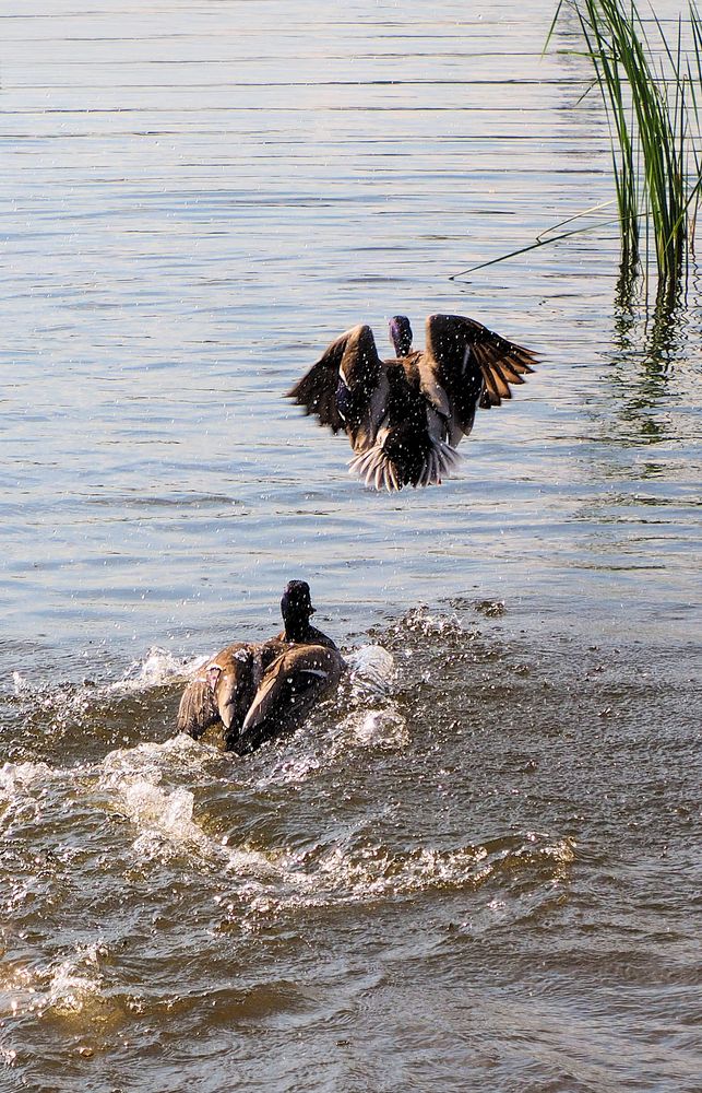 Hau ab … Foto & Bild | fotos, natur, tiere Bilder auf fotocommunity