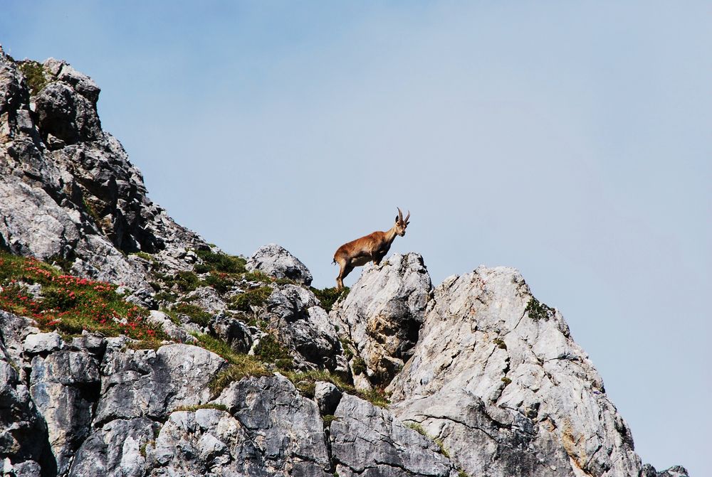 Hau ab, das ist mein Revier!!!!! Foto & Bild | europe, schweiz ...