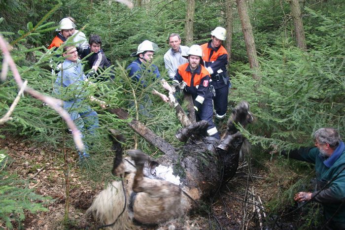 Hau Ruck Foto & Bild | tiere, haustiere, pferde, esel, maultiere Bilder ...