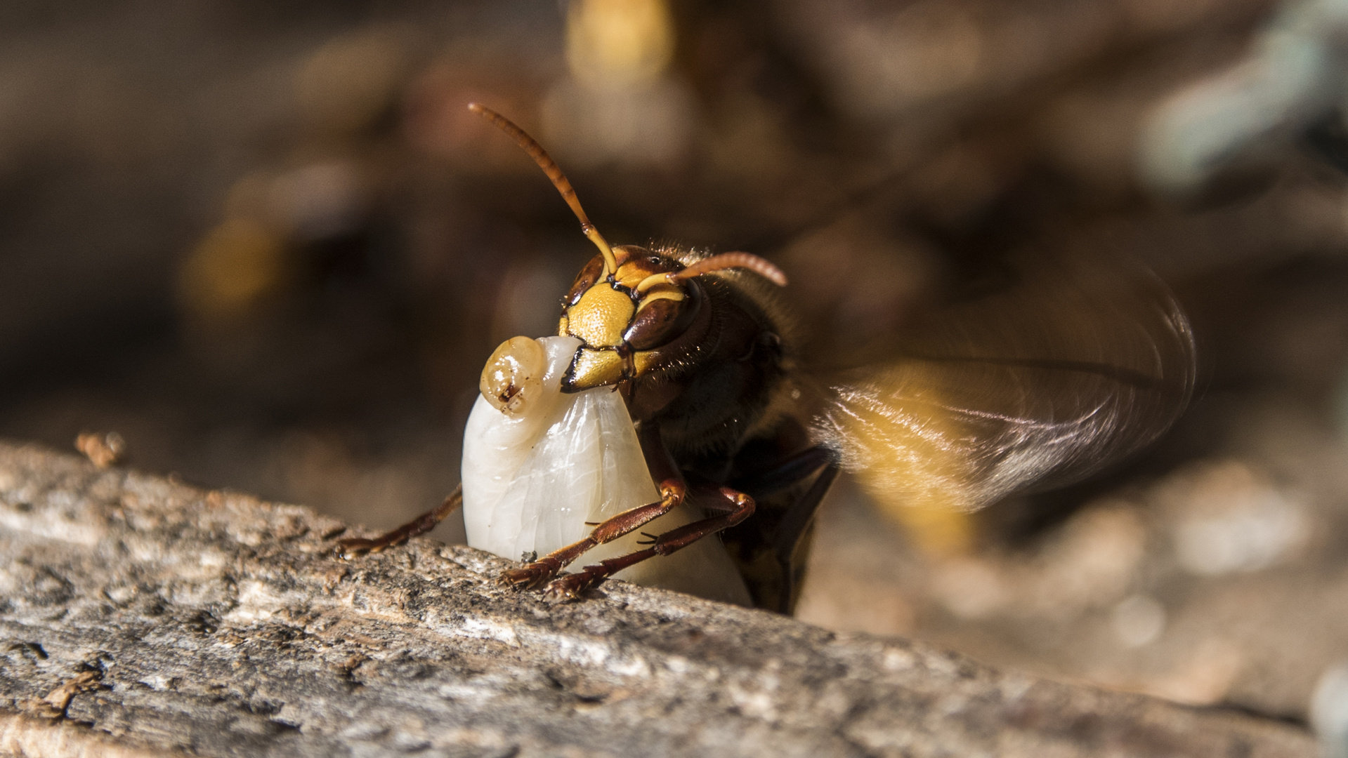 Hau ruck... Foto & Bild | tiere, wildlife, insekten Bilder auf ...