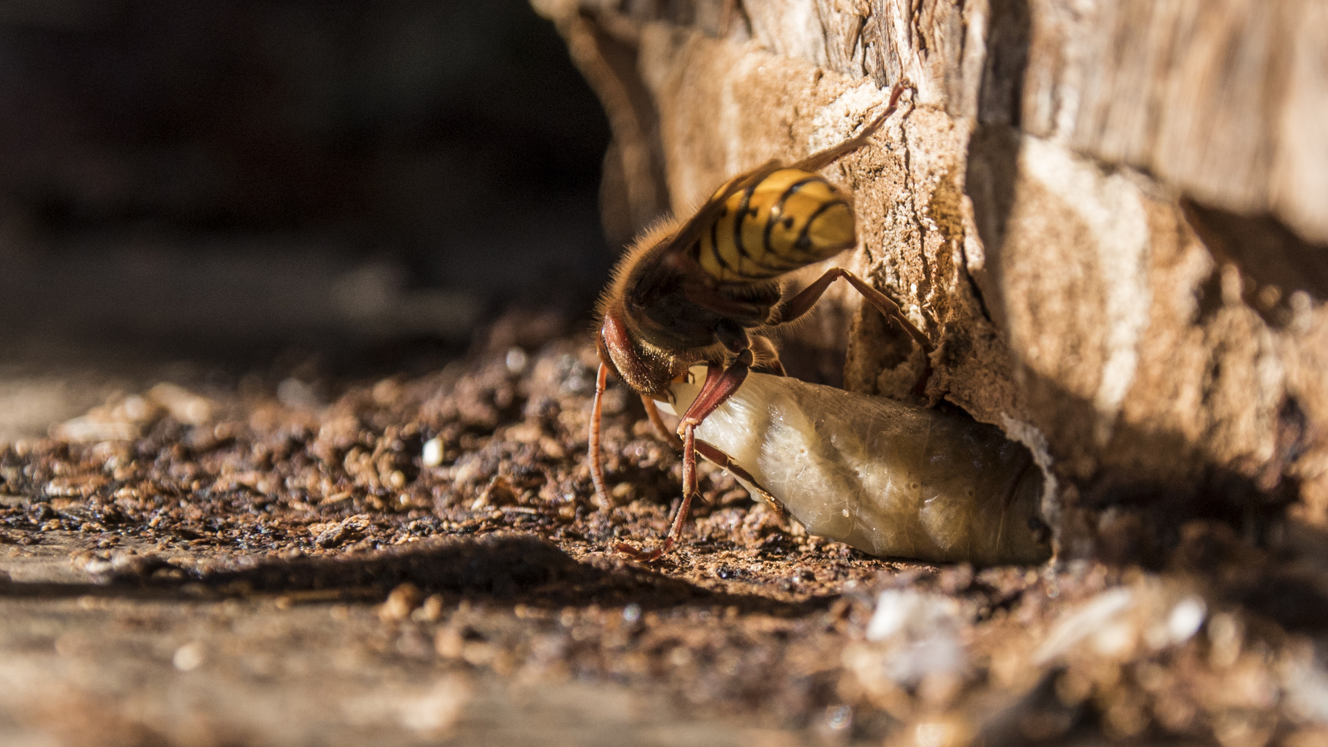 Hau ruck... Foto & Bild | tiere, wildlife, insekten Bilder auf ...