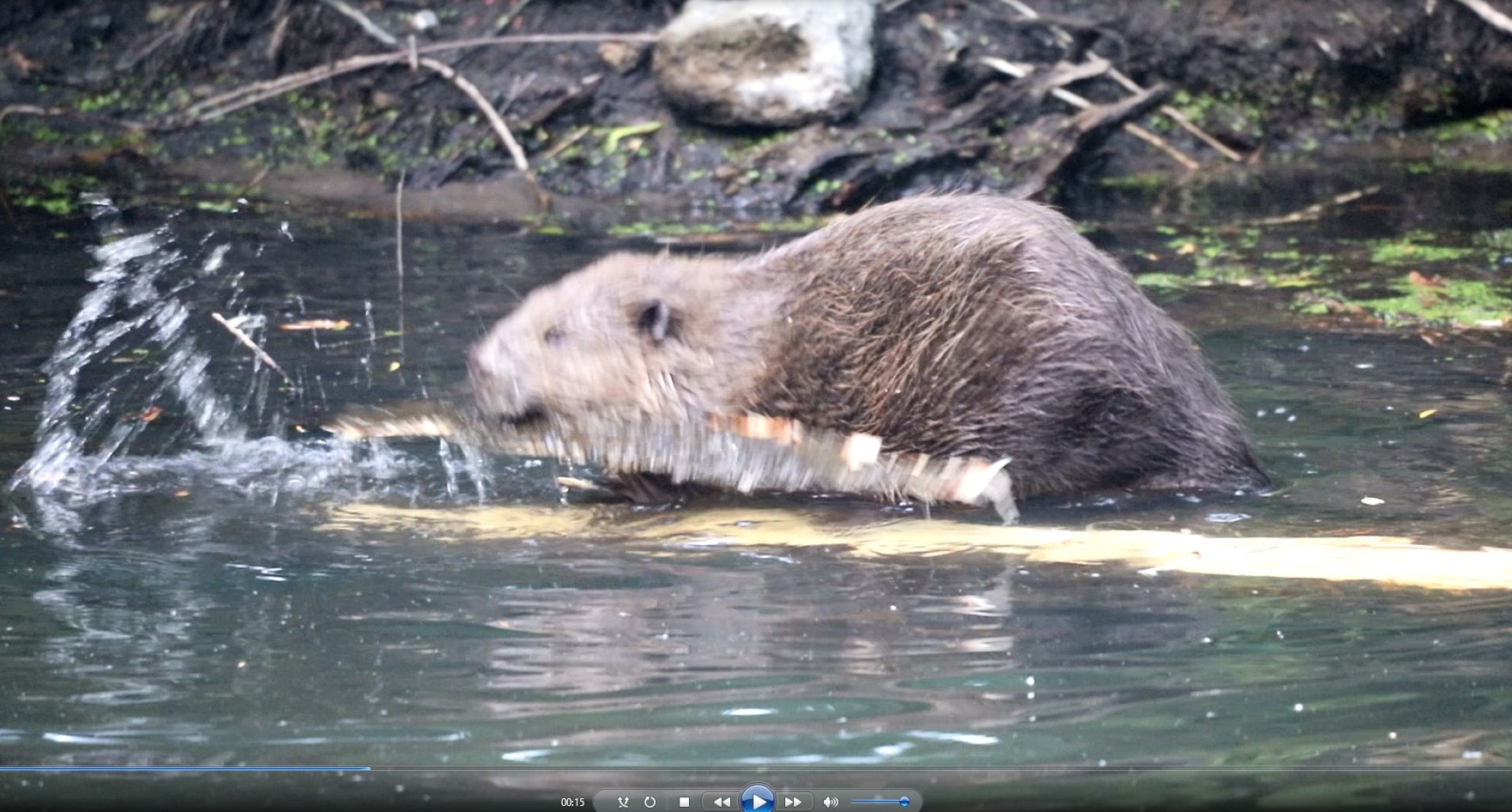 Hau Ruck....... Foto & Bild | tiere, wildlife, säugetiere Bilder auf ...