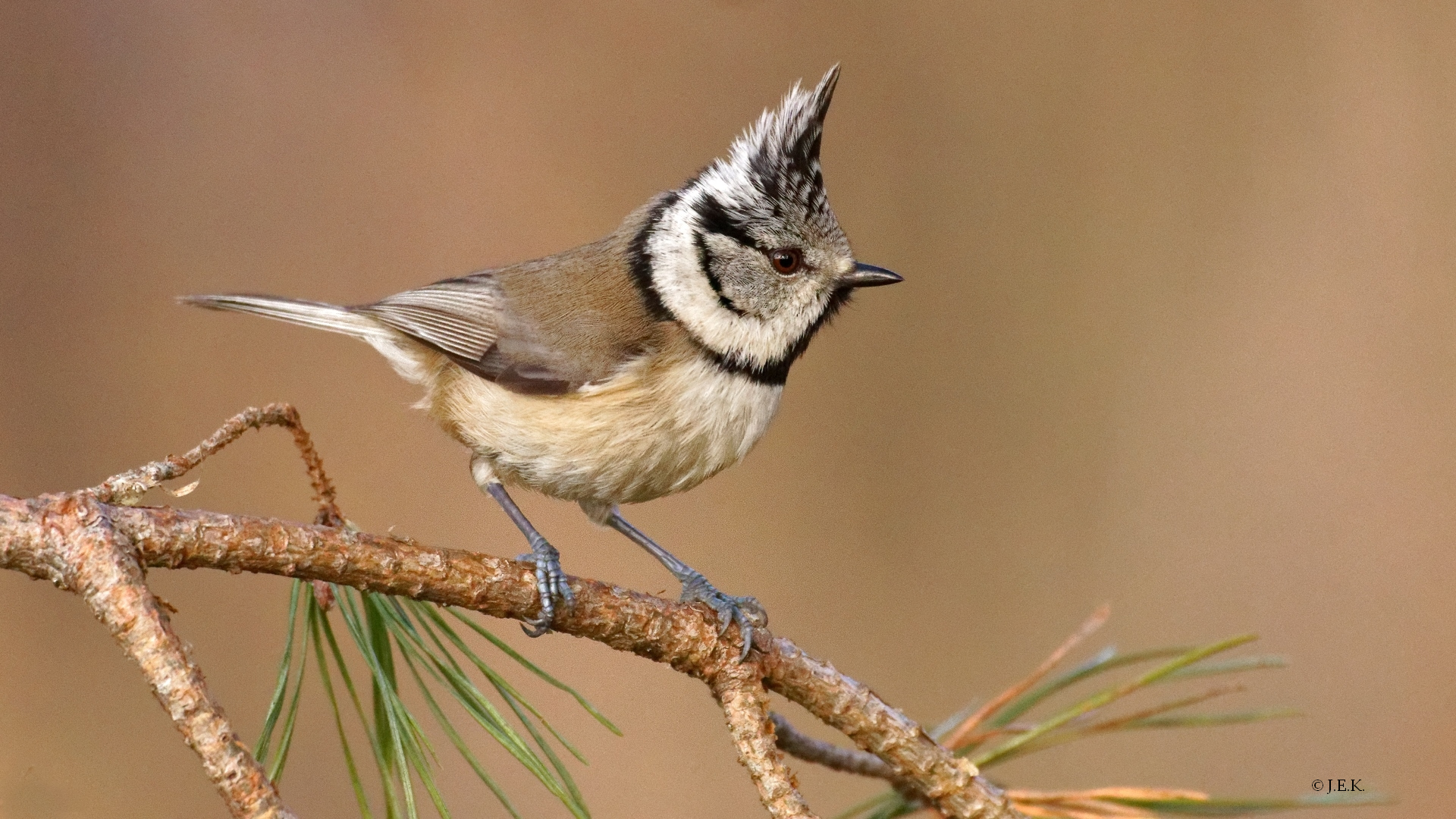 Haubenmeise Foto & Bild | singvogel, haubenmeise, meisen Bilder auf ...