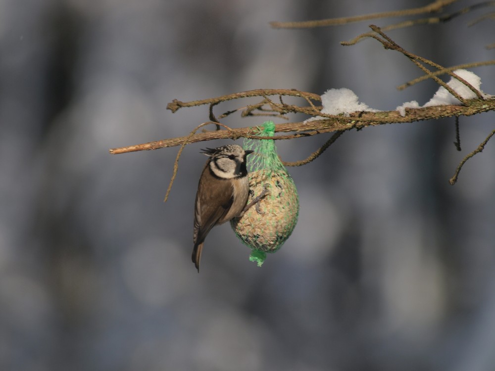 Haubenmeise Foto & Bild | archiv projekte naturchannel, naturprojekte ...