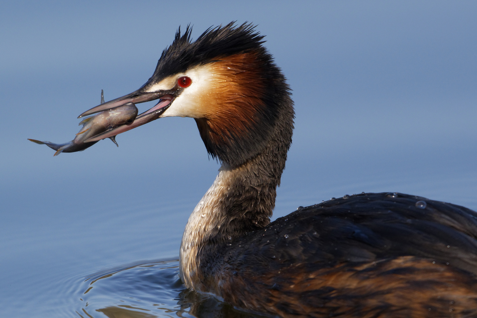 Haubi Fisch 2 Foto & Bild | natur, wildlife, wildlebende Bilder auf ...