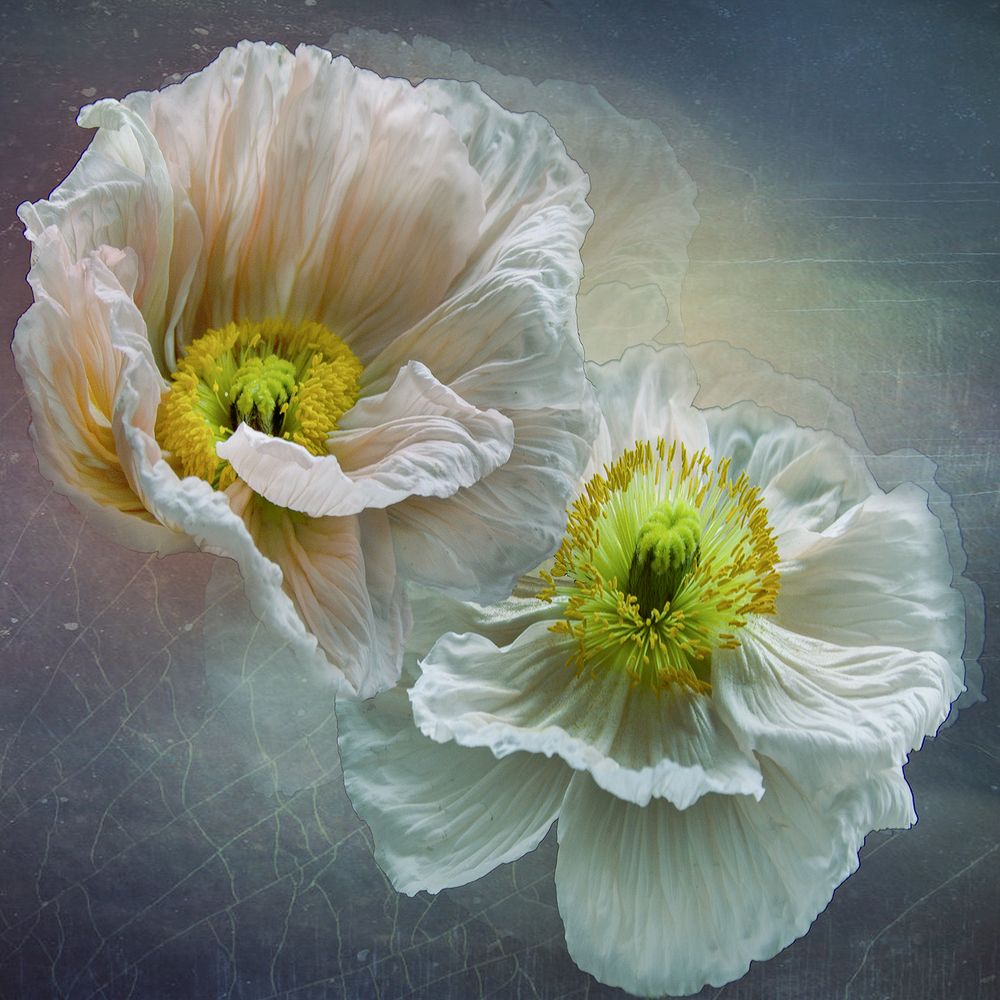 Hauch Foto & Bild | fotokunst, monochrome fine art, spezial Bilder auf ...