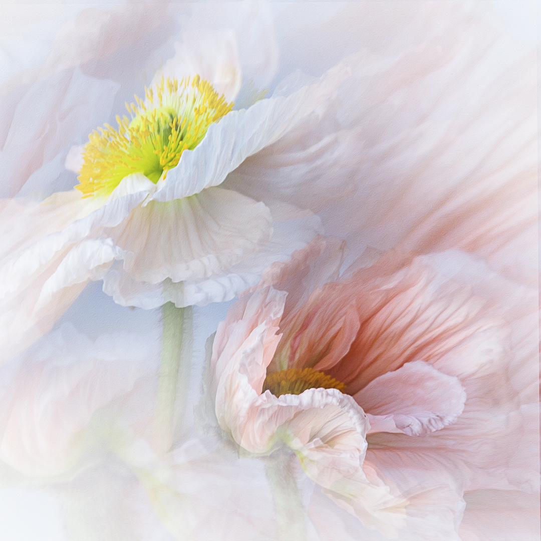 Hauch Foto & Bild | mohn, zart, blumen Bilder auf fotocommunity