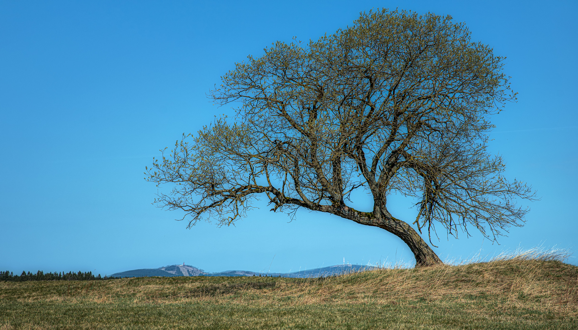 Hauch von Grün Foto & Bild | landschaft, jahreszeiten, frühling Bilder ...