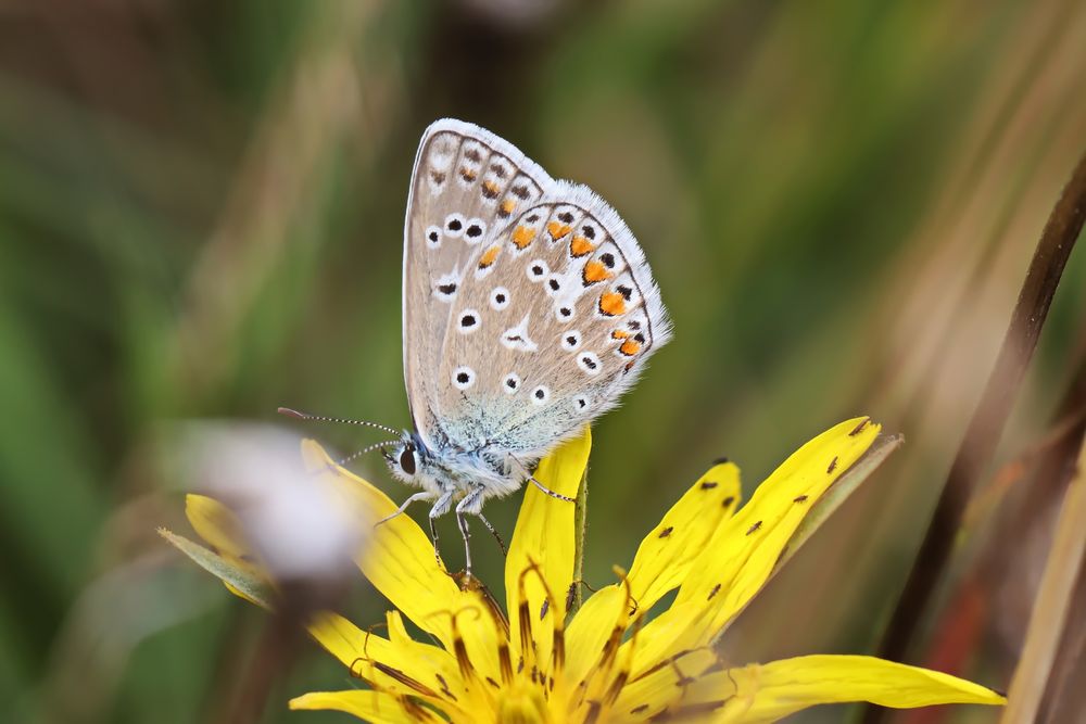 Hauhechel Vielfalt + 6 Bilder Foto & Bild | natur, insekten, tiere ...
