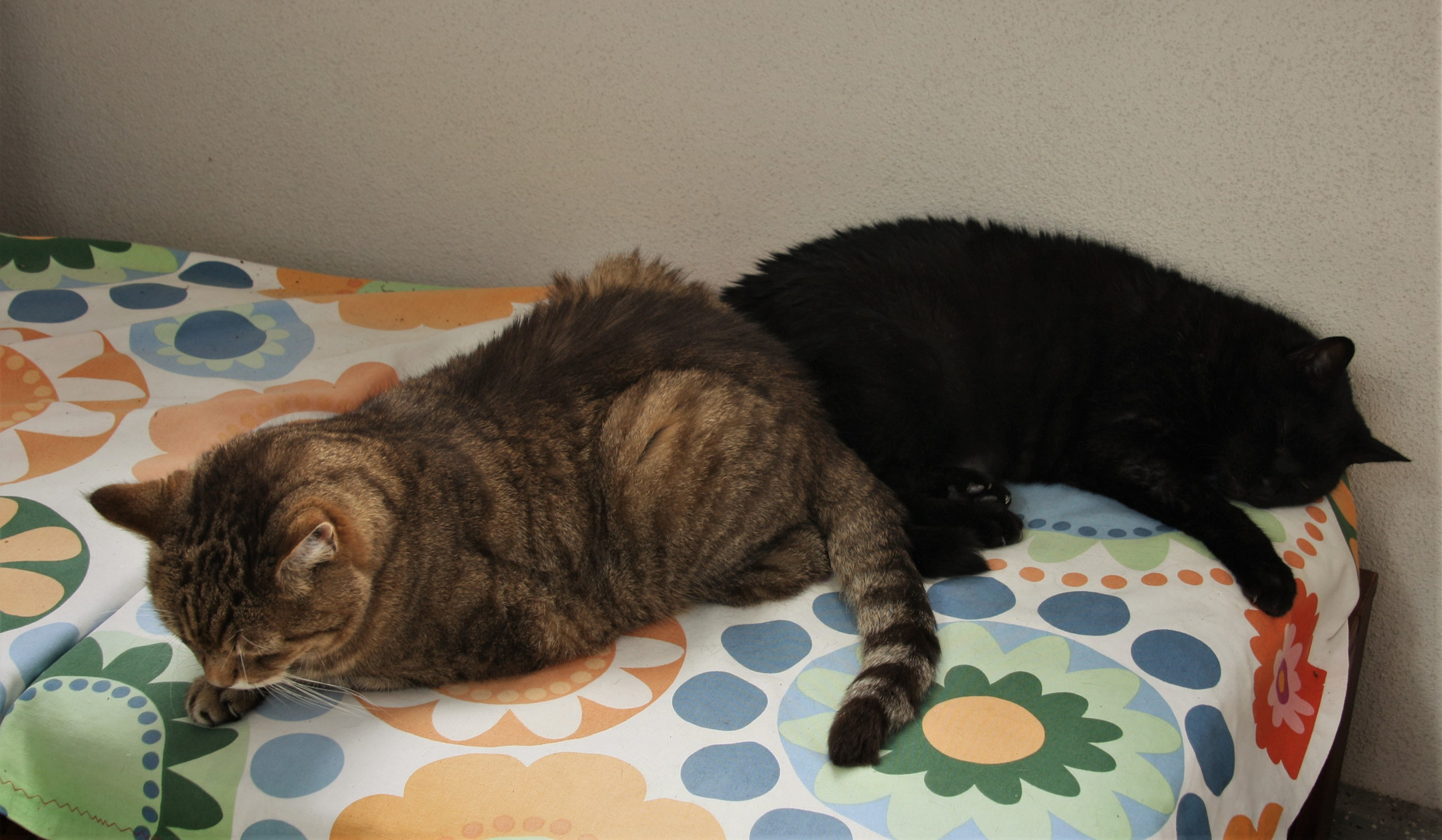 Hauptsache der Popo ist warm Foto & Bild | tiere, haustiere, katzen ...