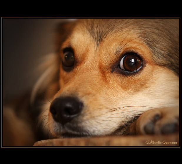 Haus-hund Foto & Bild | tiere, haustiere, hunde Bilder auf fotocommunity