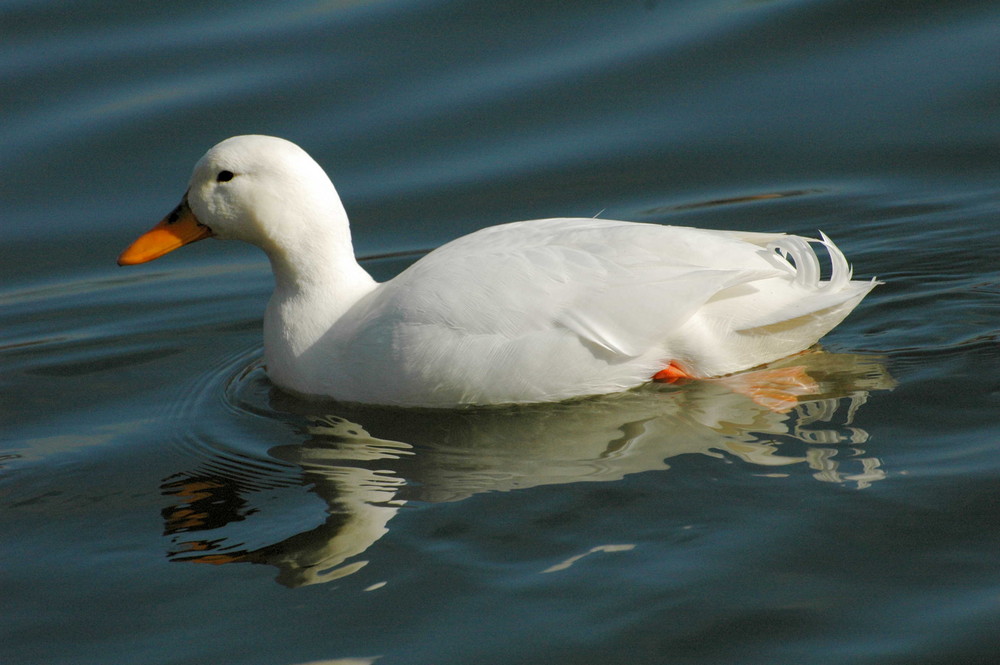 Hausente Foto & Bild | tiere, wildlife, wild lebende vögel Bilder auf ...