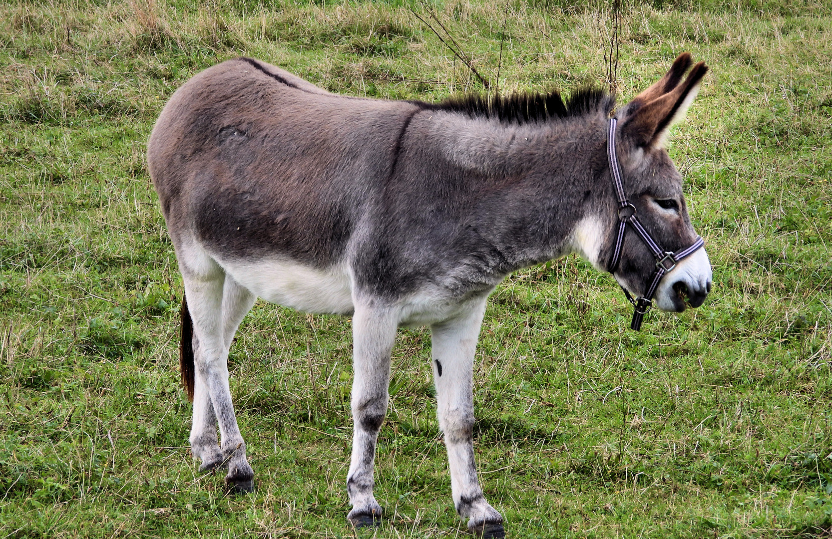 Hausesel Foto & Bild | tiere, haustiere, pferde, esel, maultiere Bilder ...