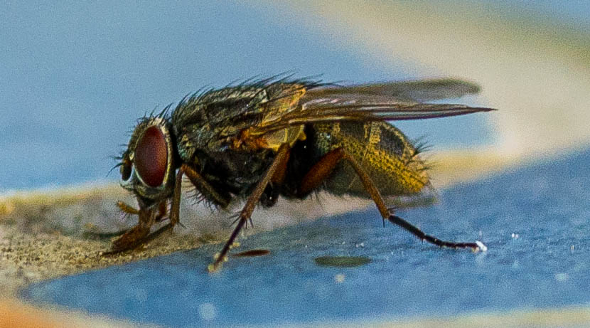 Hausfliege Foto & Bild | tiere, wildlife, insekten Bilder auf fotocommunity