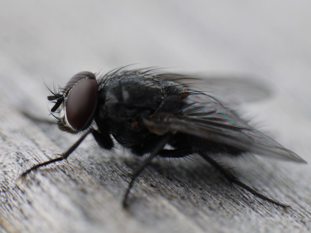 Hausfliege Foto & Bild | tiere, wildlife, insekten Bilder auf fotocommunity