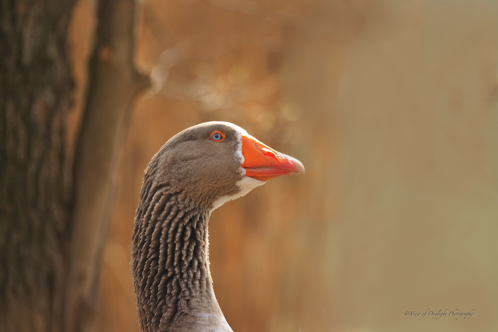 Hausgans Foto & Bild | tiere, wildlife, wild lebende vögel Bilder auf ...