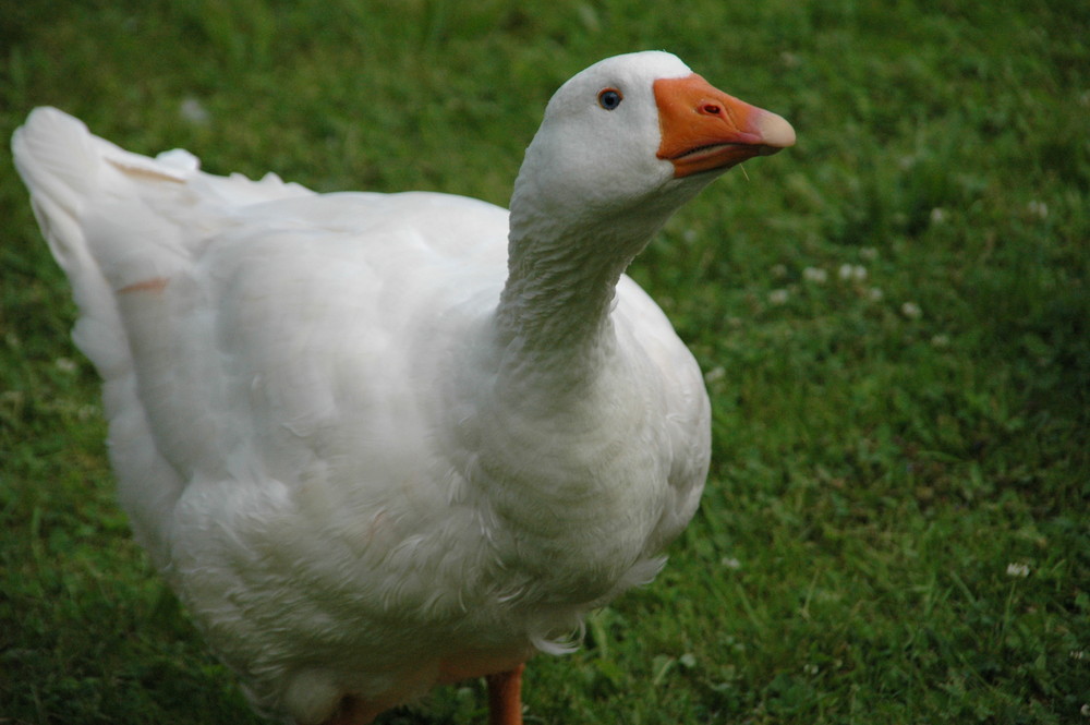 Hausgans Foto & Bild | tiere, haustiere, nutztiere Bilder auf fotocommunity